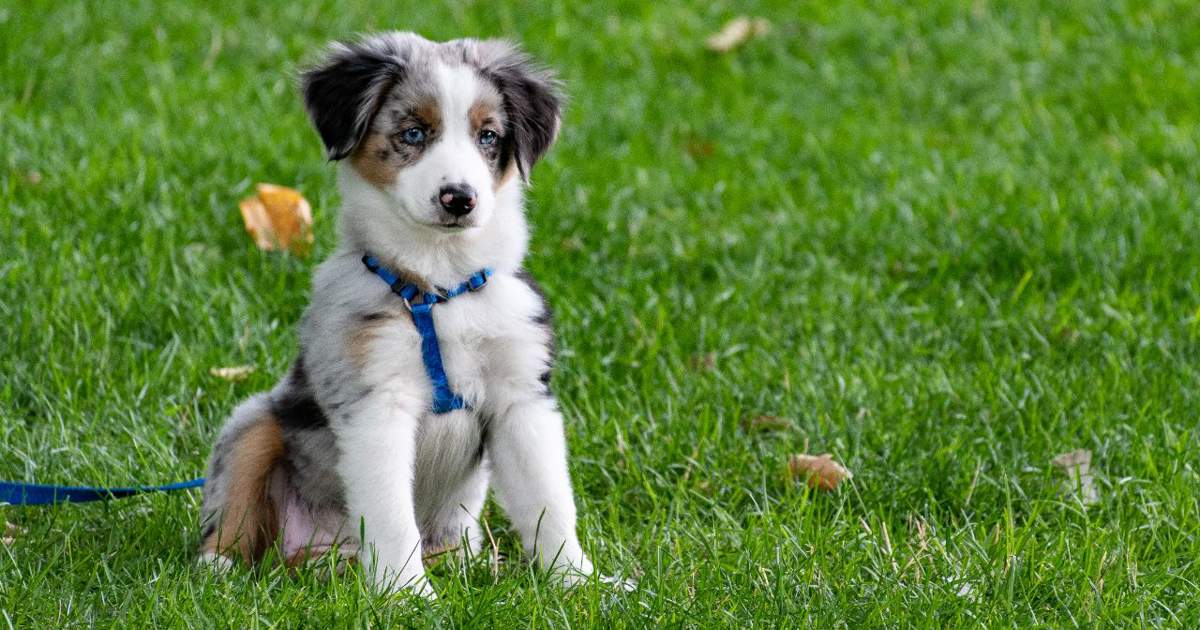 Soñar con perros: ¿qué significa y cómo debemos interpretarlo?
