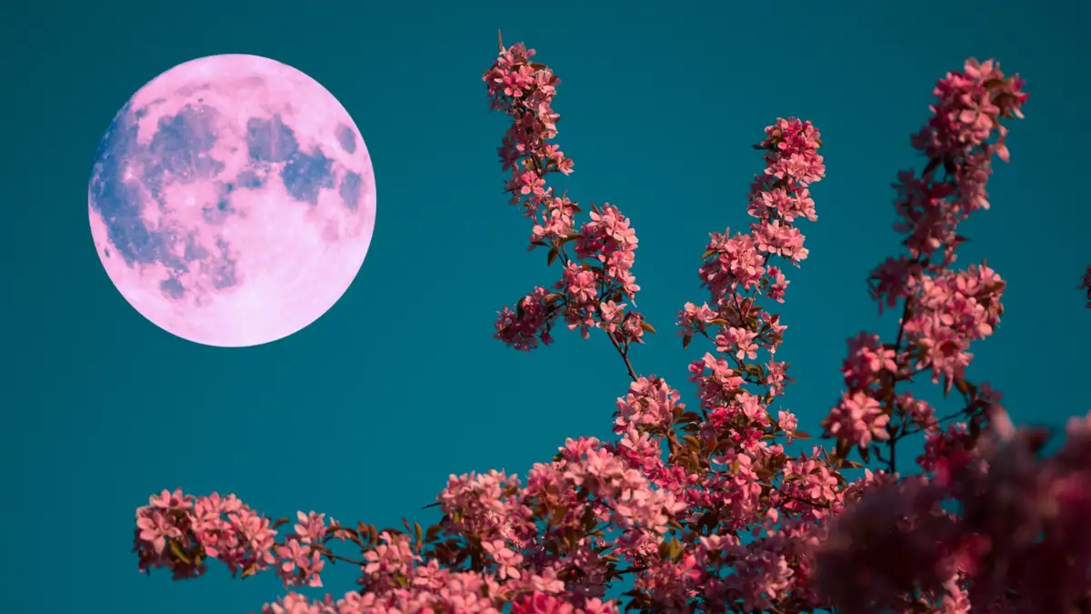 Luna Rosa: cuándo será la Luna Llena de abril y cómo afectará a tu ...