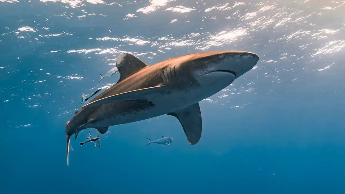Confirmado por National Geographic: aparece un tiburón blanco en ...