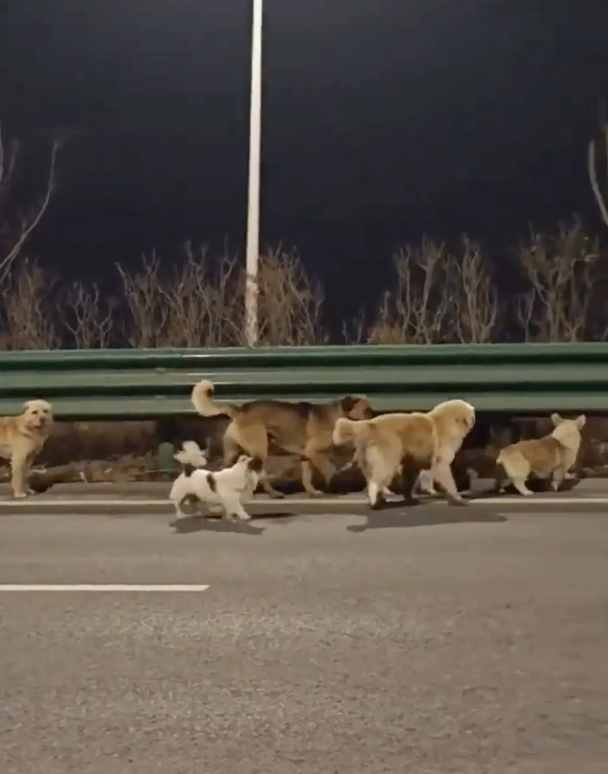 Siete perros robados a sus dueños se escapan de los ladrones y regresan ...